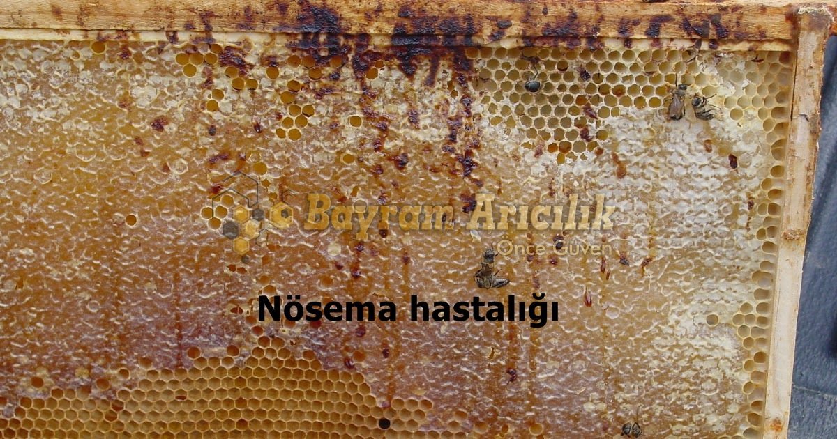Nosema Serena Hastalığı - Ana arı Üretimi ile Paket Arıcılık Hizmeti