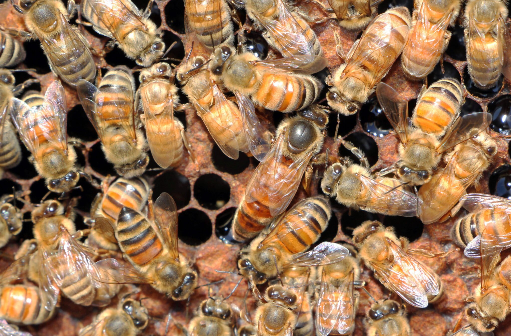 İtalyan Ana Arı - Ana arı Üretimi ile Paket Arıcılık Hizmeti